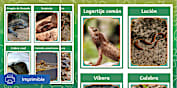 Reptiles Flashcards