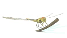 Insect Dragonfly Incomplete Metamorphosis Life Cycle Poster