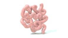 Human Digestive System Fun Facts - KS2 Display Poster