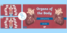 Human Body Organs Display Posters (teacher made)
