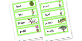 Tree Template - KS1 Nature Drawing Resources