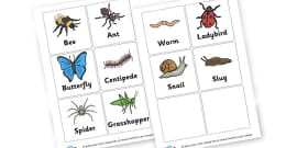 Insects Word Wall | Twinkl (teacher made)