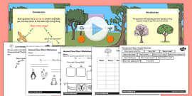 Animal Classification Keys KS2 - Primary Resources - Twinkl
