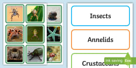 Invertebrates Display Posters (Lehrer gemacht) - Twinkl