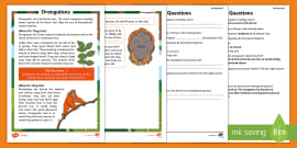 KS1 Non-Chronological Report on Pandas Reading Comprehension