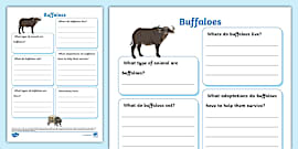 The Big 5 Animals from Africa Fact File Template I Resource