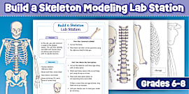 Hands-On Muscular System: Modeling Lab Station for 6th-8th