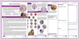 Horses Fact File Template, Horse Fact File (teacher made)