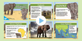 KS1 Elephant Fact File Differentiated Reading Comprehension