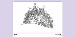 FREE! - Grass Colouring Sheet | Colouring Sheets - Twinkl