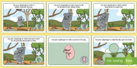 Koala Life Cycle Flapbook - Lifecycle, Australian animals, ACSSU030