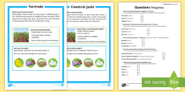 Fair Trade Mind Map, Fair Trade, Food (teacher made)