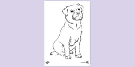 FREE! - Redback Spider Colouring Sheet | Colouring Sheets