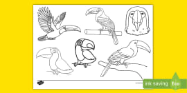 What Is a Toucan? | Rainforest Animal Teaching Wiki - Twinkl