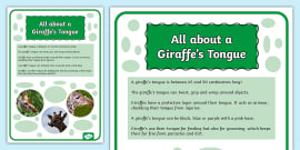 Giraffe Height Size Comparison Display Poster (teacher made)