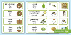 Plants Vocabulary Cards English/Mandarin Chinese/Pinyin - Plant Vocabulary