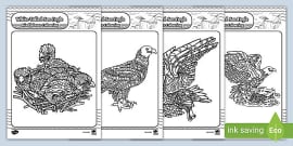 Eagle Colouring Pages (Teacher-Made) - Twinkl