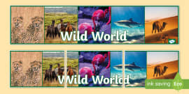 The Natural World Display Banner - Twinkl - KS1 - Twinkl