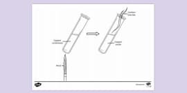 Decomposition | Ecology Wiki Page - Twinkl