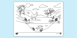 Ecosystem Food Chain and Web Worksheet