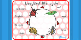 Ladybird Life Cycle Worksheets (teacher made) - Twinkl
