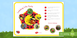 Ladybug Life Cycle Puzzle (Teacher-Made) - Twinkl