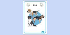 FREE! - Printable Dog Poster for Kids | Primary Resources | Twinkl