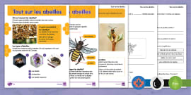 FREE! - All About Bees Differentiated Reading Comprehension