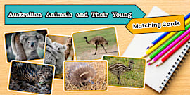 Safari Word Cards