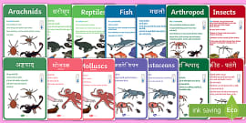 Warm-Blooded and Cold-Blooded Animals Sorting Activity