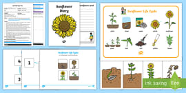 Plant Life Cycles: Descriptions of sunflower growth stages