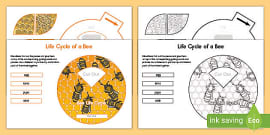 Bee Life Cycle Spin Wheel (teacher made)