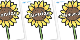 FREE! - Numbers 0-31 on Sunflowers (teacher made)