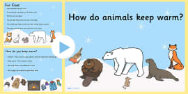 Adaptation Experiment - How Do Polar Animals Stay Warm?