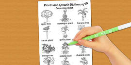 Plant Colouring Sheets (teacher made) - Twinkl