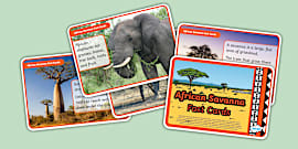 Savannah Biome – Physical Features | Wildlife | Climate