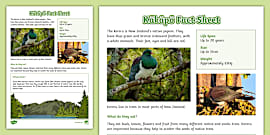 * NEW * Kiwi Facts for Kids - Years 5-6 (teacher made)