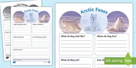 Arctic Fox Fact File - KS1 - Polar Regions - Animals
