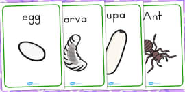 Life Cycle of Ants - Sticker Puzzle Activity - Twinkl