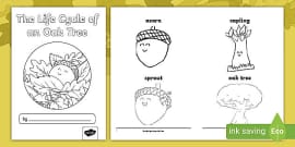 Little Acorns: Life Cycle of an Oak Tree Resource Pack