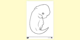 FREE! - 9 Week Embryo Colouring Sheet | Colouring Sheets