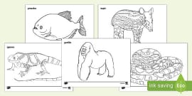 What animals live in the amazon rainforest - colouring page