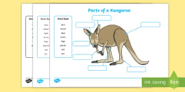 Kangaroo Life Cycle Poster - Life Processes & Living Things