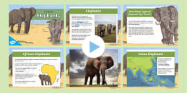 UKS2 All About Elephants Differentiated Comprehension (9-11)