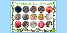 Patterns in Nature Activity | Animal Patterns | Twinkl