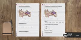 Parts of the Ear Labelled Diagram Activity | Twinkl - Twinkl