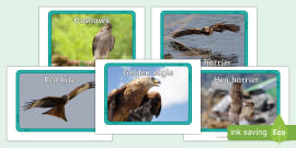 What is Prey? - Answered - Twinkl Teaching Wiki - Twinkl