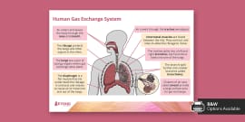 KS3 Gas Exchange: If I were.... PowerPoint