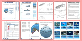 Parts of a Shark Labelling Activity Sheet - Science - Twinkl