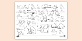 Cats Photo Pack (teacher made) - Twinkl